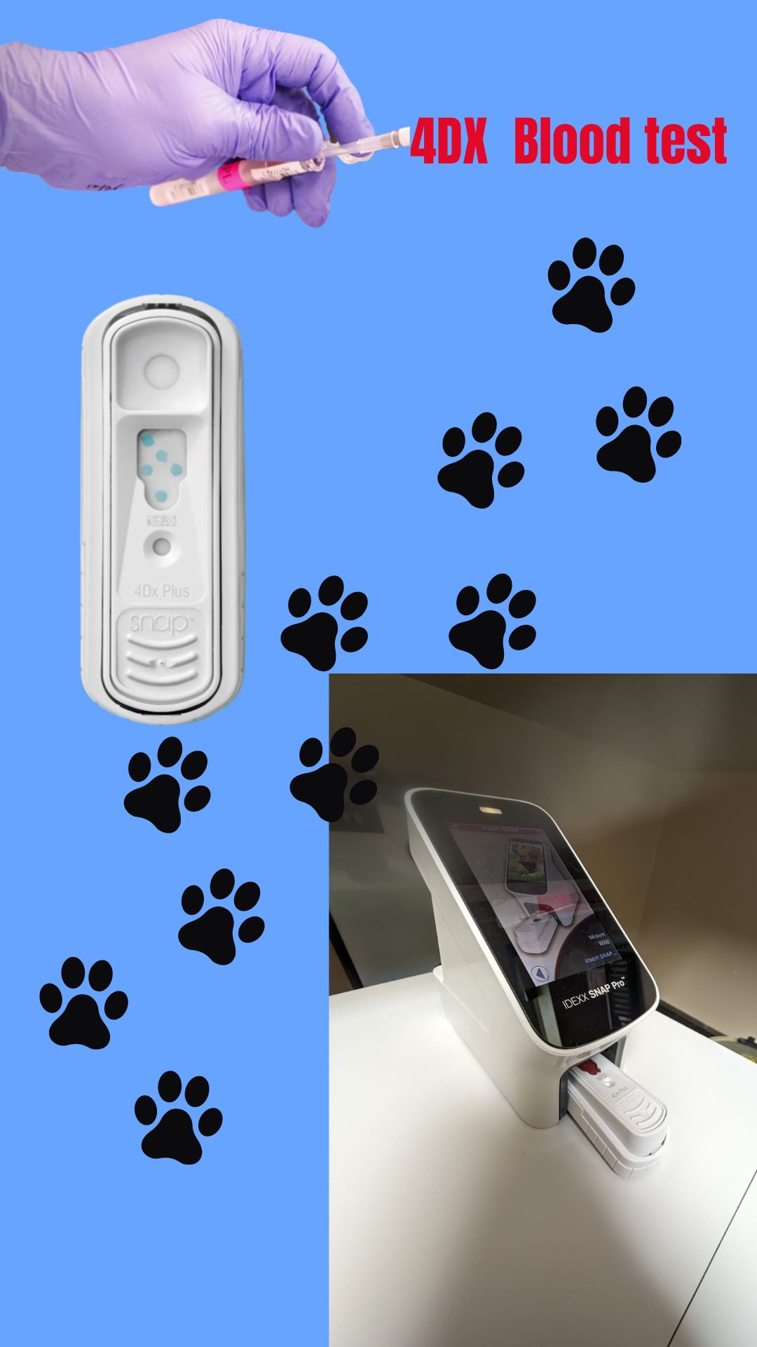 Why the annual 4DX blood test is crucial for your dog's health ...