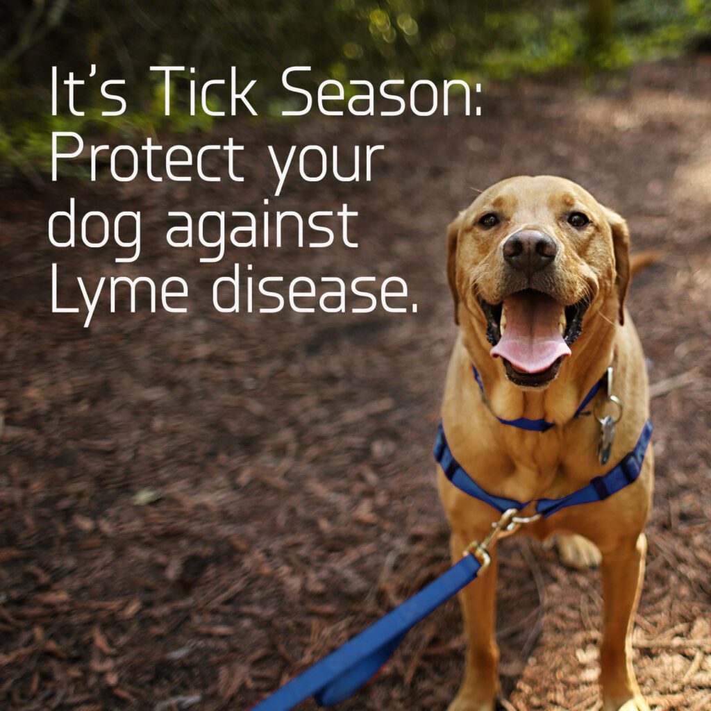 Gear Up for Tick Season as Spring Approaches | Westway Animal Clinic