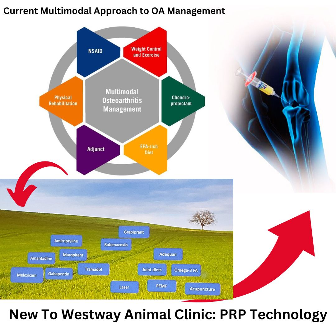 Osteoarthritis Management with PRP Technology at Westway Animal Clinic ...